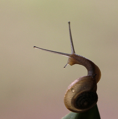 Snail – Mandy Pennington